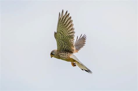 Premium Photo Common Kestrel Hovering