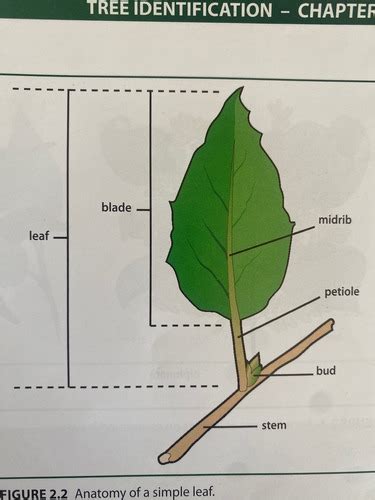 Ch 2 Tree Identification Flashcards Quizlet Ch 2 Tree Identification Flashcards Quizlet