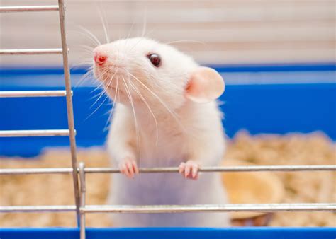 Rats Can Learn To Play Hide And Seek With Humans