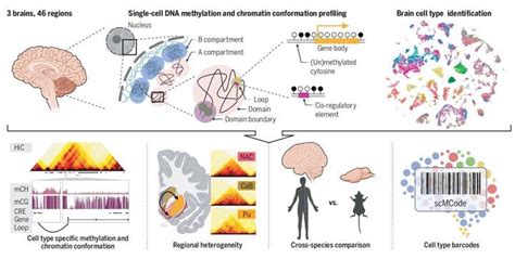 Science Salk研究所：基于表观组的脑细胞分类和三维基因组结构分析 知乎