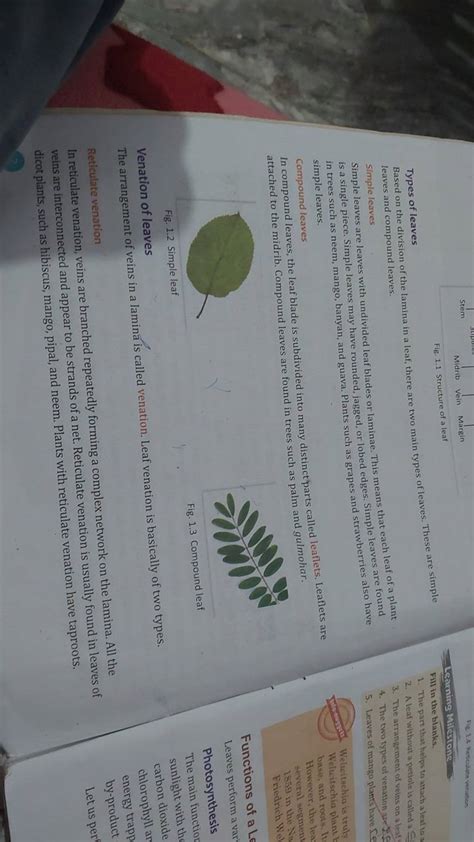 Types Of Leaves Leaves And Compound Leaves Simple Leaves Simple Leaves A