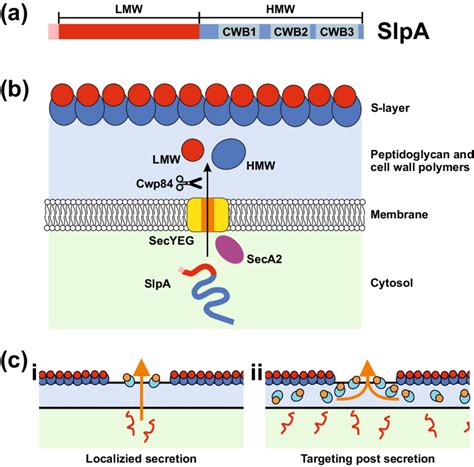 The C Difficile S Layer And The Slpa Secretory Pathway A Domain Download Scientific Diagram
