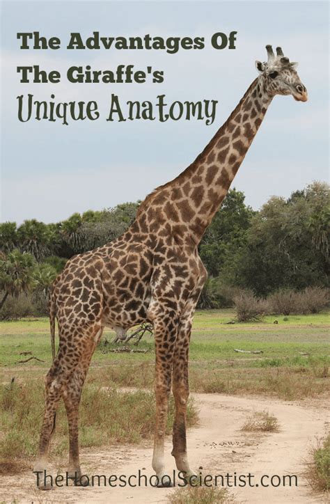 Giraffe Anatomy Unique Features Outside And In