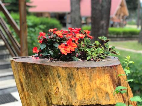 Снимки от Юндола и комплекс Андела юли 2019 Блогът на туристически комплекс „Андела Юндола