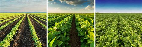 Computer Modeling Reveals Complexity Behind Phenotype Yield