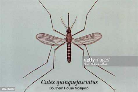 Culex Quinquefasciatus Photos And Premium High Res Pictures Getty Images