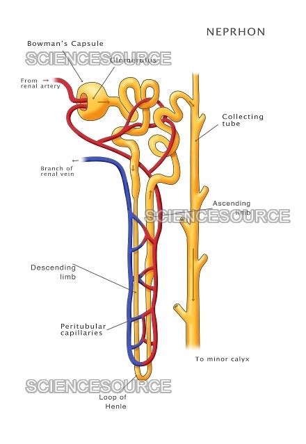 Nephron