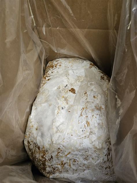 Does Anyone Know Why My Oysters Are Getting Aborted Rcontamfam