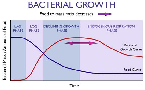 Bacterial Growth Curve Cell Division Reproduction In Prokaryotes