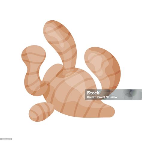 신선한 생강 뿌리 흰색 배경에 향기로운 향신료 허브 벡터 일러스트 레이 션 건강관리와 의술에 대한 스톡 벡터 아트 및 기타 이미지 건강관리와 의술 건강한 식생활