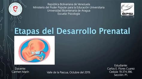 Mapa Conceptual Etapas Del Desarrollo Humano Ppt