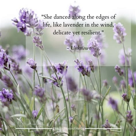 Best Lavender Quotes And Captions To Inspire You Simplybeyondherbs