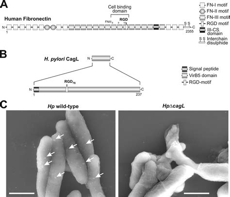 Comparison Of The Domain Structure Of Human Fibronectin With Cagl From Download Scientific