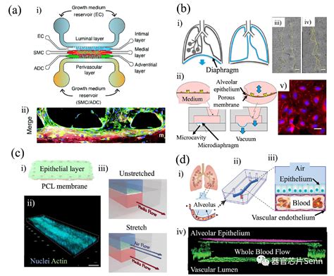 【器官芯片】模拟呼吸系统疾病的肺芯片研究最新进展 知乎
