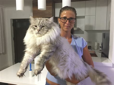 Siberian Cat Photos Anacetoz
