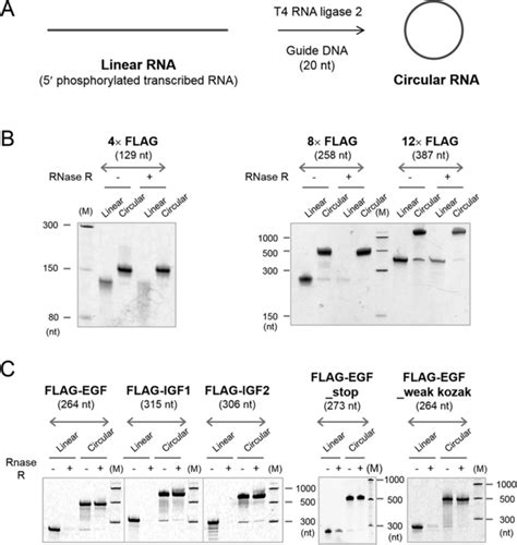 Synthesis Of Circular RNAs A A Scheme For The Synthesis Of Circular Download Scientific