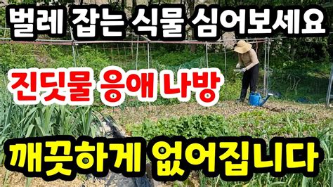 벌레 잡는 식물 심고 진딧물 노린재 깍지벌레 응애 꽃매미나방 싹 없애는 방법진딧물없애는법벌레기피제진딧물살충제천연살충제깍지벌레응애박멸하는법해충없애는법동반식물