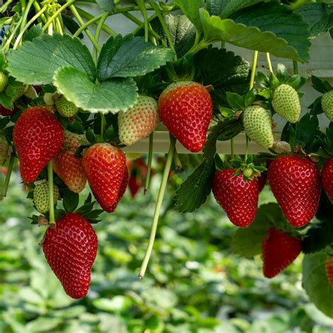 Summative Assessment 4 Life Sciences Assessment Science Us