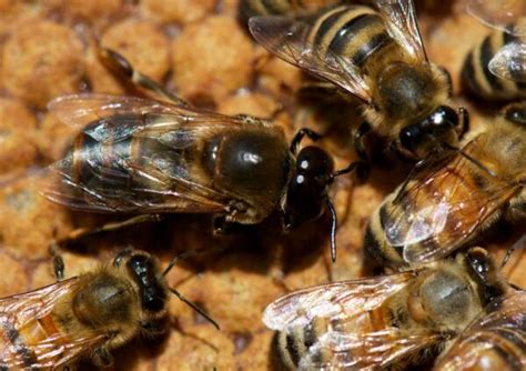 Le Celle Esagonali Delle Api Un Esempio Di Ingegneria Perfetta • Pinvi