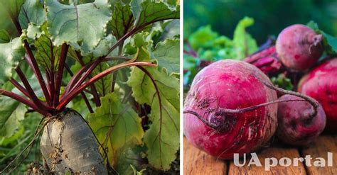 Коли починати садити буряк в Україні як правильно засівати буряк місячний календар посадки