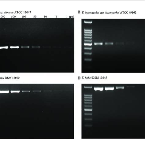 Pdf Development Of A One Step Multiplex Pcr Assay For Differential