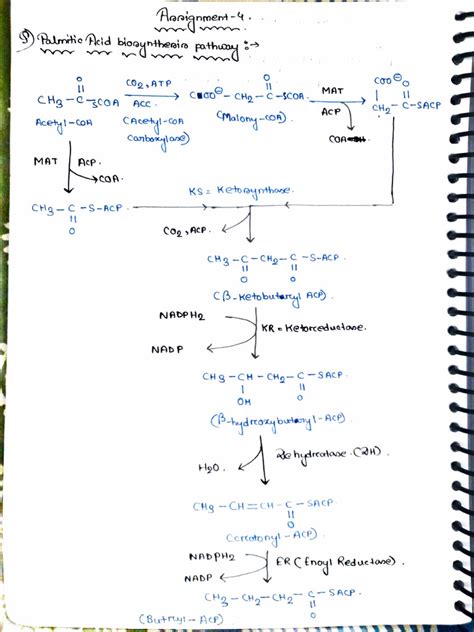 Biomolecular Metabolism Asg 4 Avik Ghosh 20070 Pdf