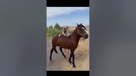 გაჭენება მოუნდა ბიჭს 🤣🤣 ️ Youtube