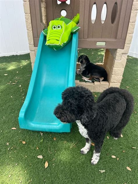 The Dog Patch The Dog Patch Added A New Photo