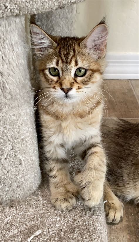 Legendtales Pixie Bob Kitten