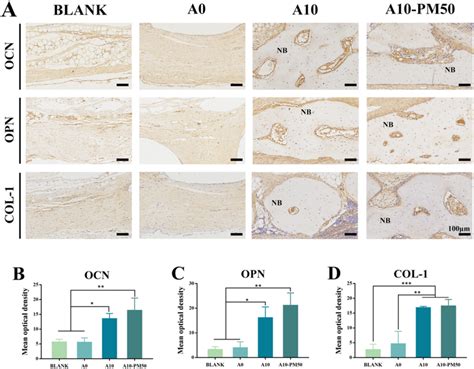 a immunohistochemical staining of ocn opn and col‐1 at week 12 after