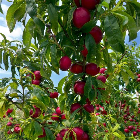Nectarine Tree Fruits And Nuts For New Mexico Orchards New Mexico