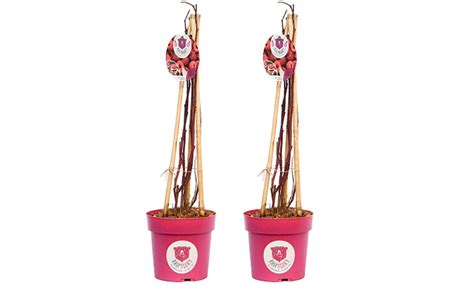 Raspberry Tree Hararasp One Or Two Potted Plants Groupon