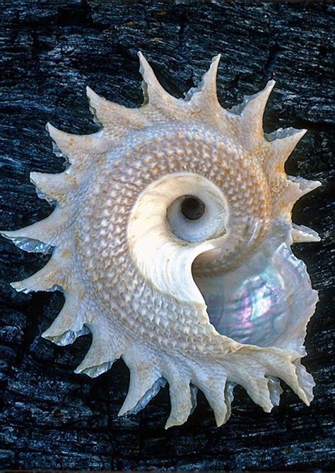 Gorgeous Sea Shell Fibonacci Seashells Photography Sea Shells Shells