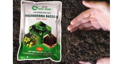 Nấm Đối Kháng Trichoderma Bacillus 200g Dùng Để ủ Phân Hữu Cơ Và Kiểm