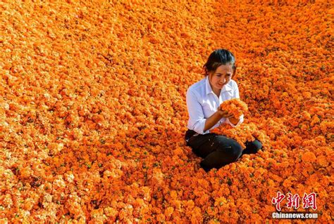 新疆于田种植万寿菊 当地民众花海淘金