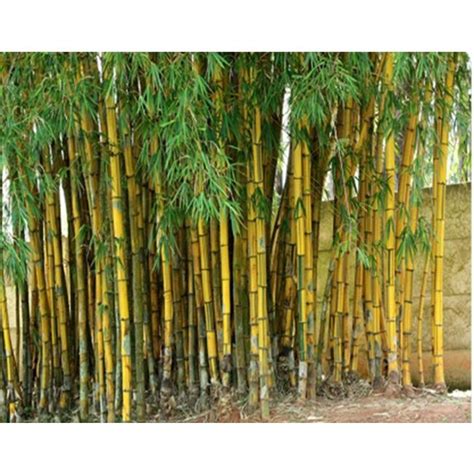 Cây Tre Vàng Tre Vàng Sọc Xanh Tre Ngà Giống Cây Vừa Làm Cảnh Vừa Thu Măng Cây Giống Tách
