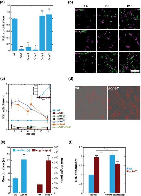 Motility And Chemotaxis Regulate E Coli Surface Attachment A