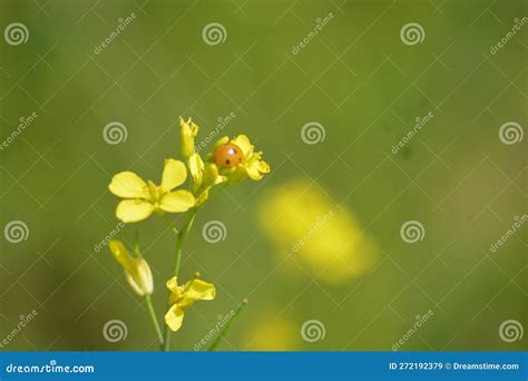 Yellow Mustard Fieldsorganic Farming Bug Stock Image Image Of Yellow