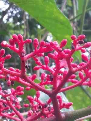 Buddha Belly Plant Jatropha Podagrica Care Guide Pests Diseases