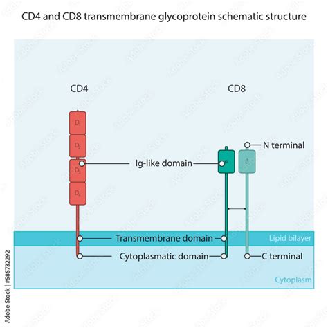 Cd4 And Cd8 Transmembrane Glycoprotein Schematic Structure Scientific Diagram Illustration