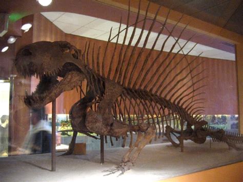 Synapsids Paleontology World