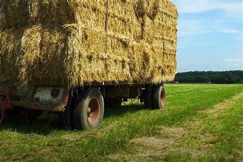 Summer Silage Storage And Bunk Management Nobis