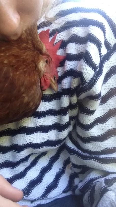 A Safe Bird Tumbex