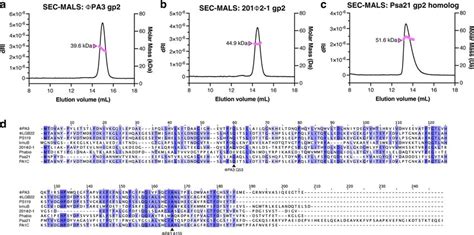 Biochemical And Sequence Analysis Of Jumbo Phage Gp2 Proteins A Size Download Scientific