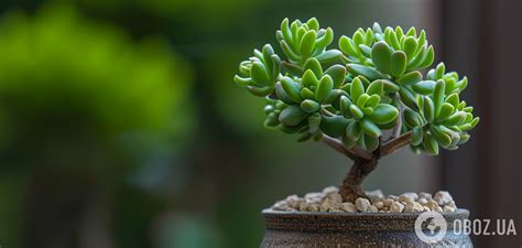 Які рослини приносять удачі та процвітання в дім список як доглядати Oboz Ua