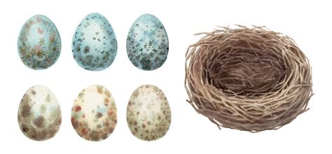 얼룩덜룩 한 메추라기 달걀 빈티지 부활절 세트가있는 새 둥지 손으로 그린 수채화 점박이 베이지색 파란색 갈색 시대를 초월한 아늑한 자연에서 영감을 받은 일러스트레이션 계절별