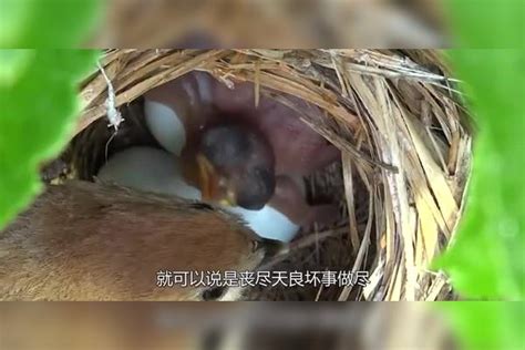 最阴狠歹毒的鸟类，毛还没长齐就做尽坏事，却被世人赞颂千年齐就毛还没坏事