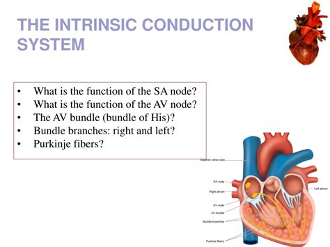 Ppt Kinesiology Powerpoint Presentation Free Download Id 9544755