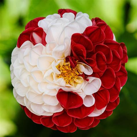 Premium Photo Close Up Of Flower