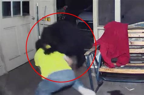 Мужчина из Флориды побил медведя защищая своих собак